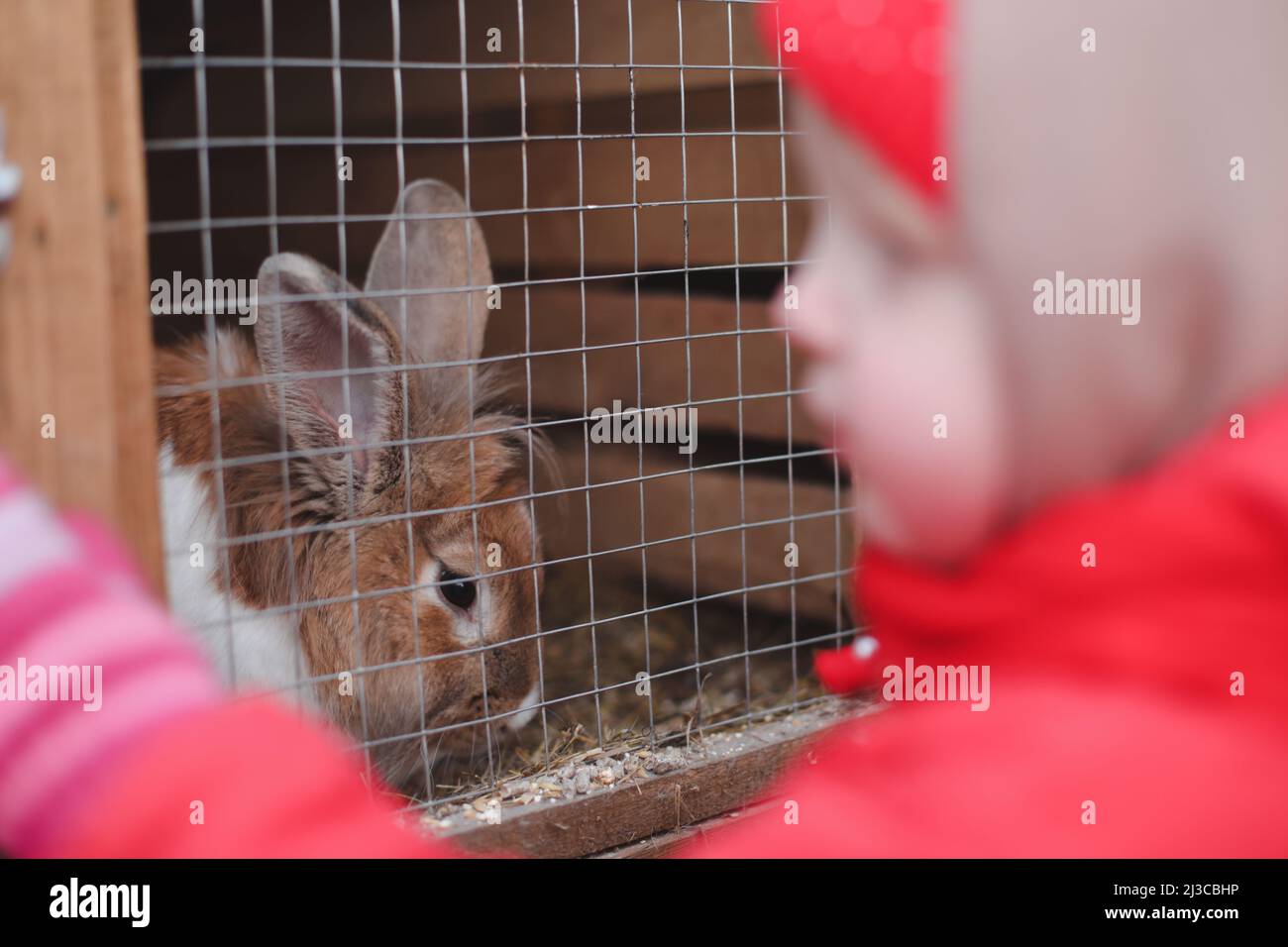 Child feeding rabbit in the Zoo. Little girl with a rabbit on a farm ...