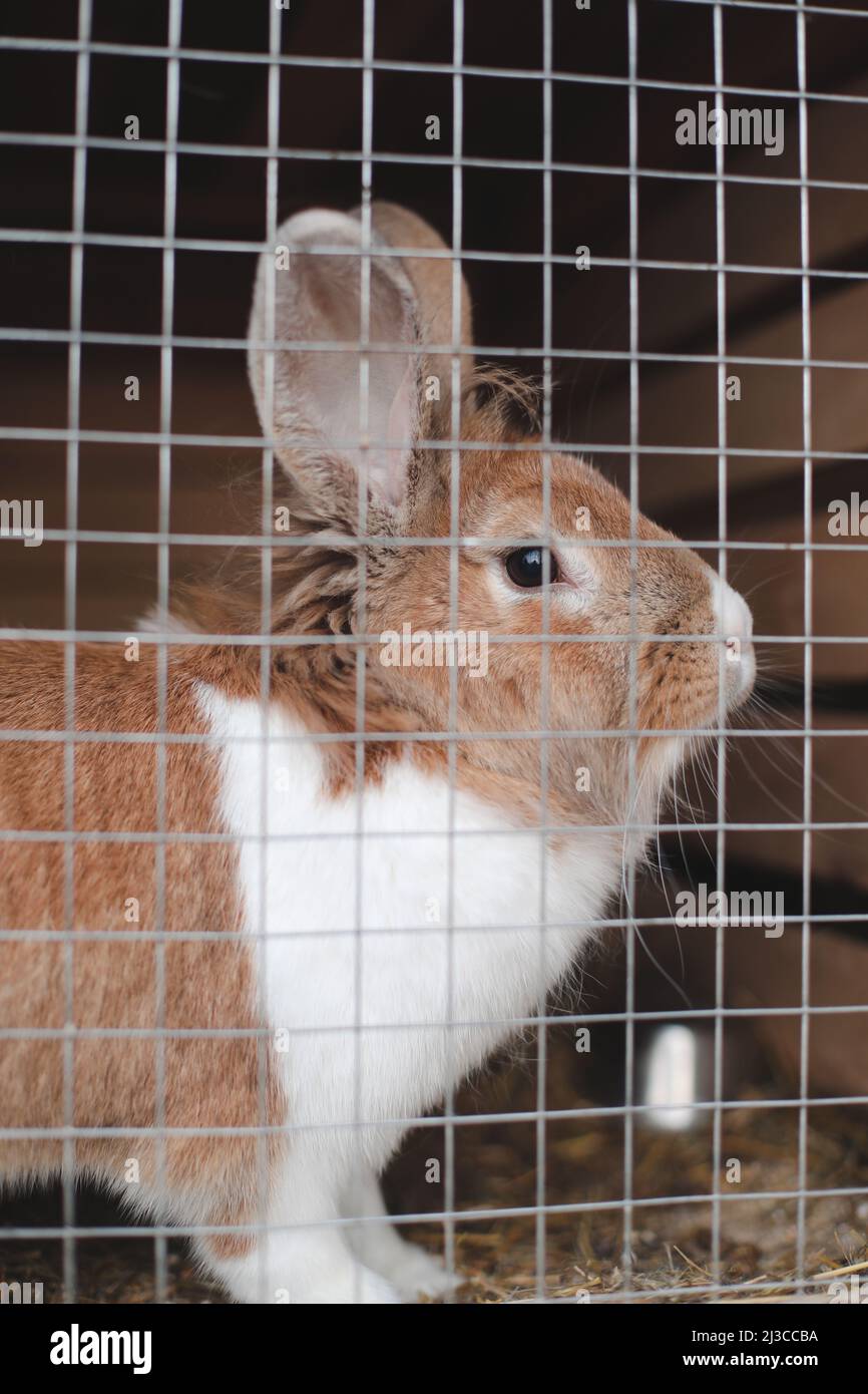 Domestic farm rabbits in cage at animal farms. Livestock food animals ...