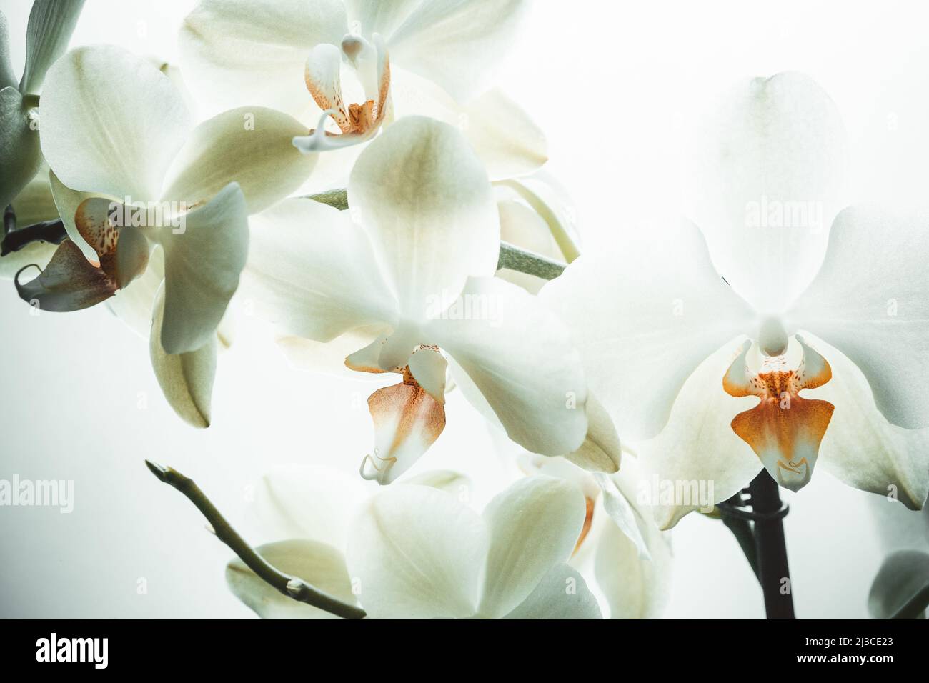 White orchid flowers on white background, close up. Phalaenopsis orchid ...