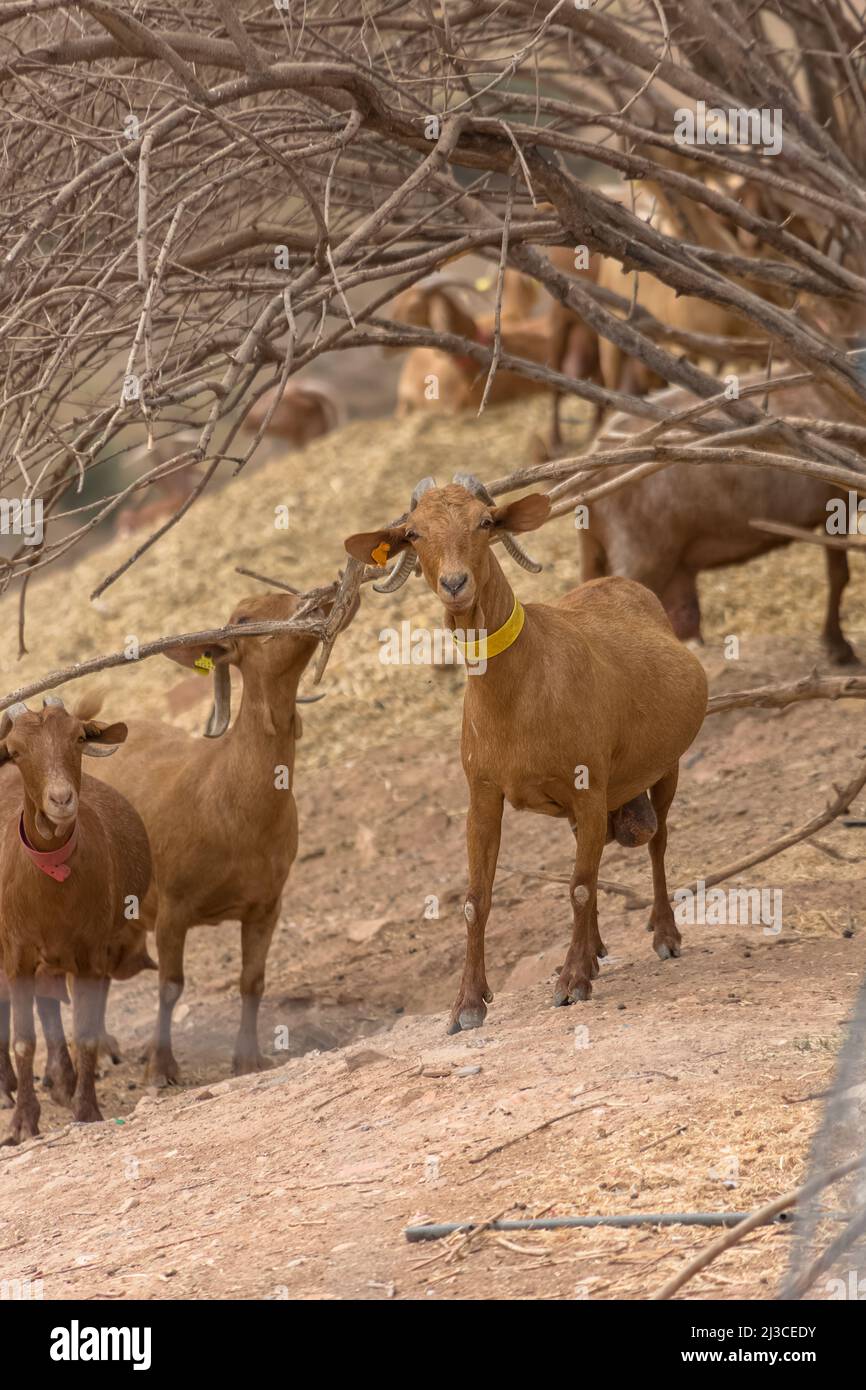 View of a mountain goats and group of mountain sheep grazing in the ...