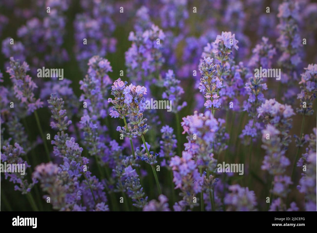 Bush lavender hi-res stock photography and images - Alamy