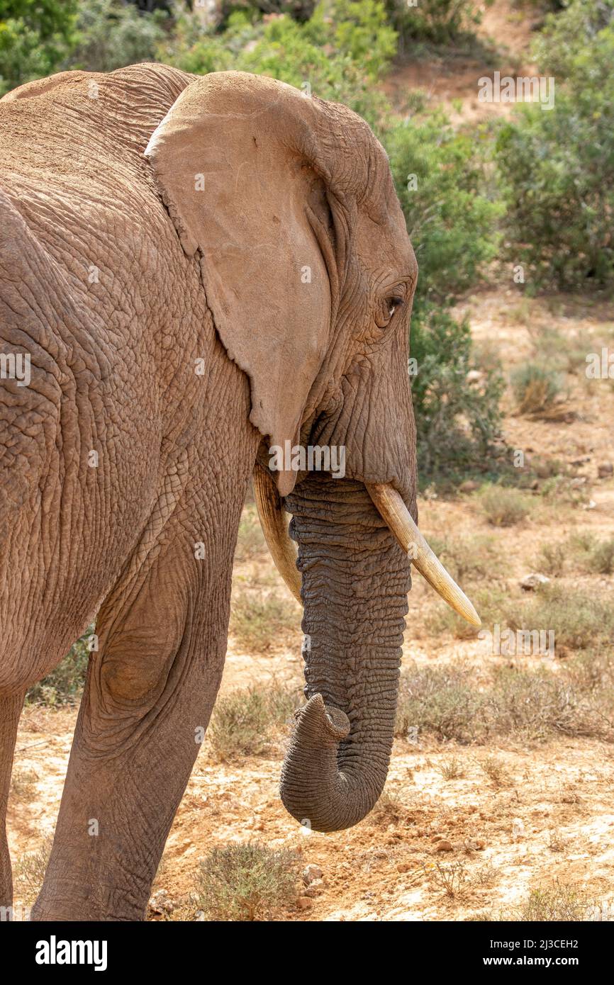African elephant, Addo Elephant National Park Stock Photo - Alamy