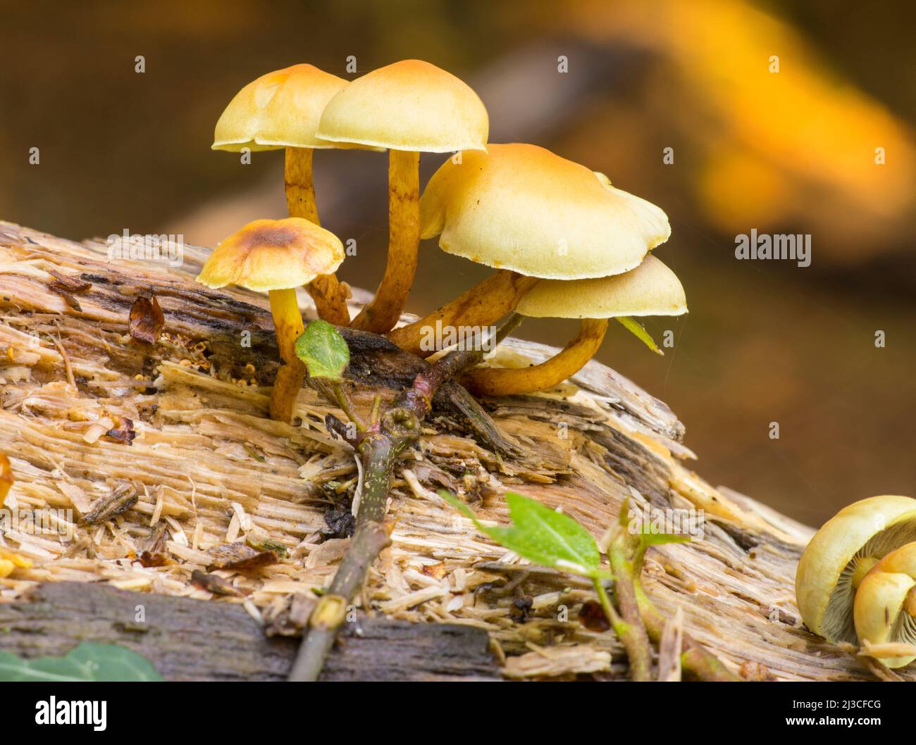 Common tree rotting fungus hi-res stock photography and images - Alamy