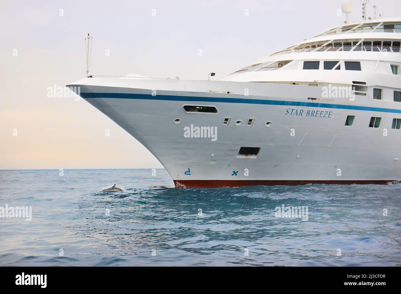 Dolphin surfing the bow-wave of the cruise ship Star Breeze (former ...