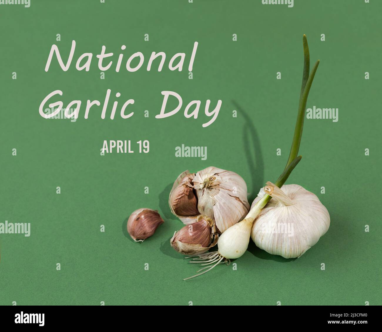 Dry whole garlic bulb, garlic cloves, and green foxes of young garlic ...
