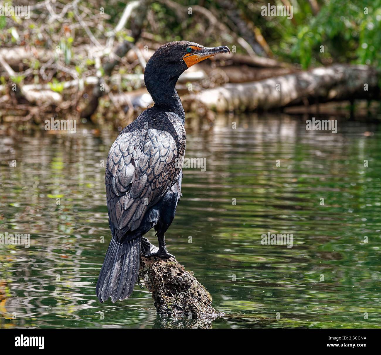 Double-crested cormorant, hooked beak, rear side view, close-up ...