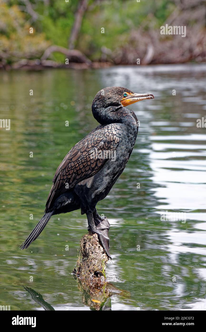 Double-crested cormorant, hooked beak, side view, close-up, wildlife ...