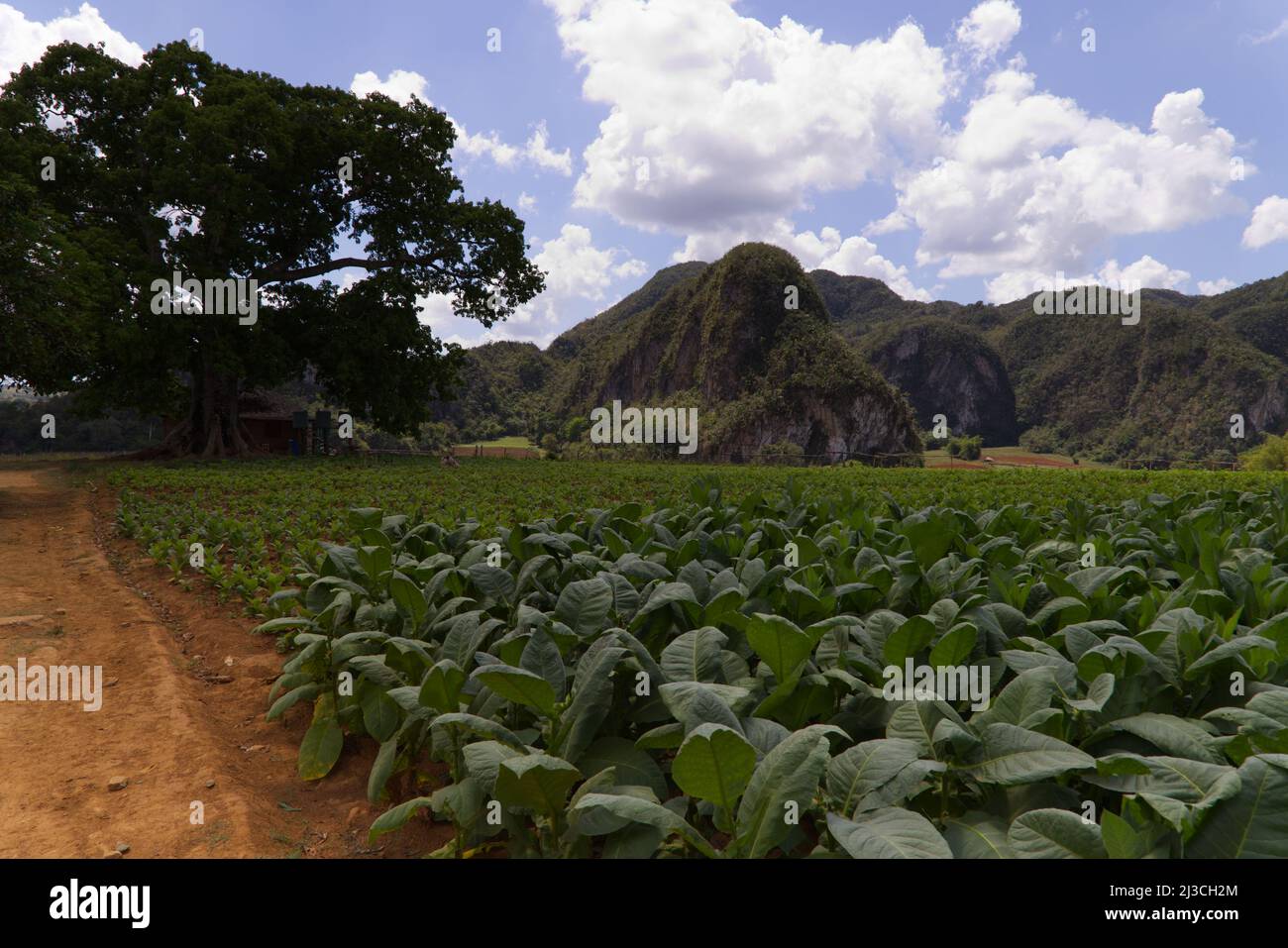 Historical tobacco crop hi-res stock photography and images - Alamy