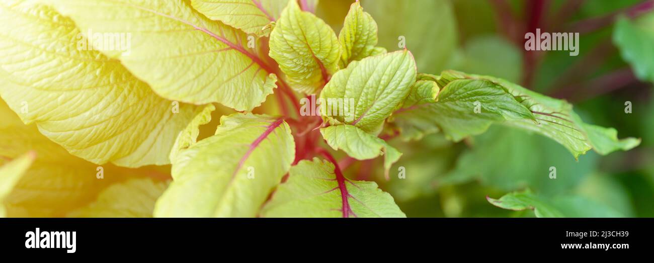 amaranthus or amaranth with vibrant green leaves and purple stems as ...