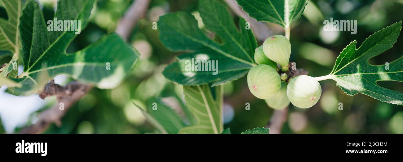 green unripe figs fruits on the branch of a fig tree or sycamine with ...