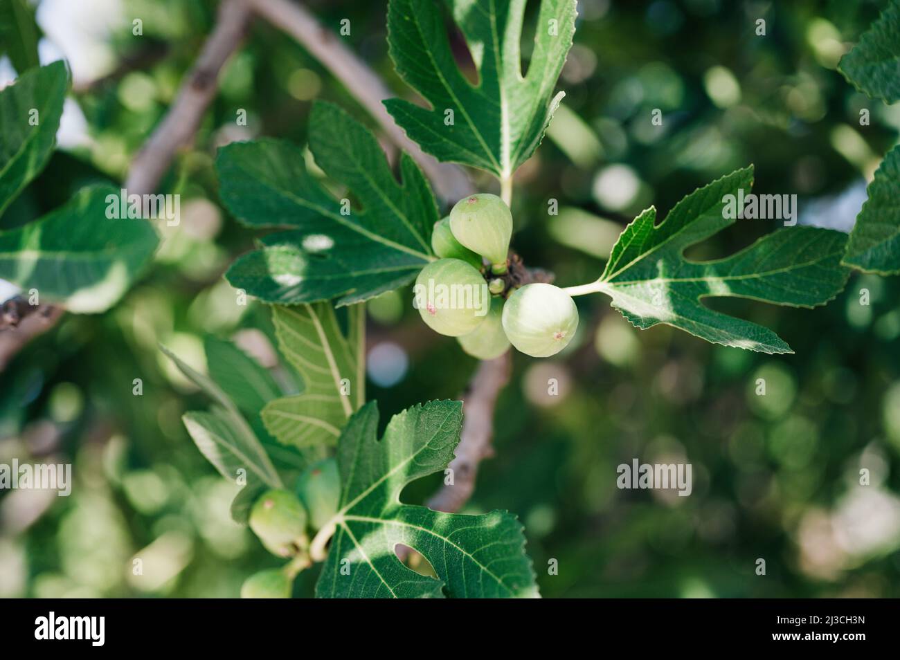 green unripe figs fruits on the branch of a fig tree or sycamine with ...