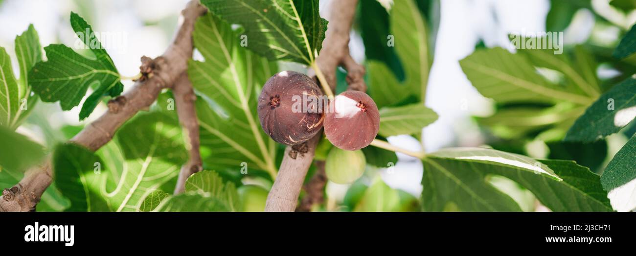 mauve ripe figs fruits on the branch of a fig tree or sycamine with ...