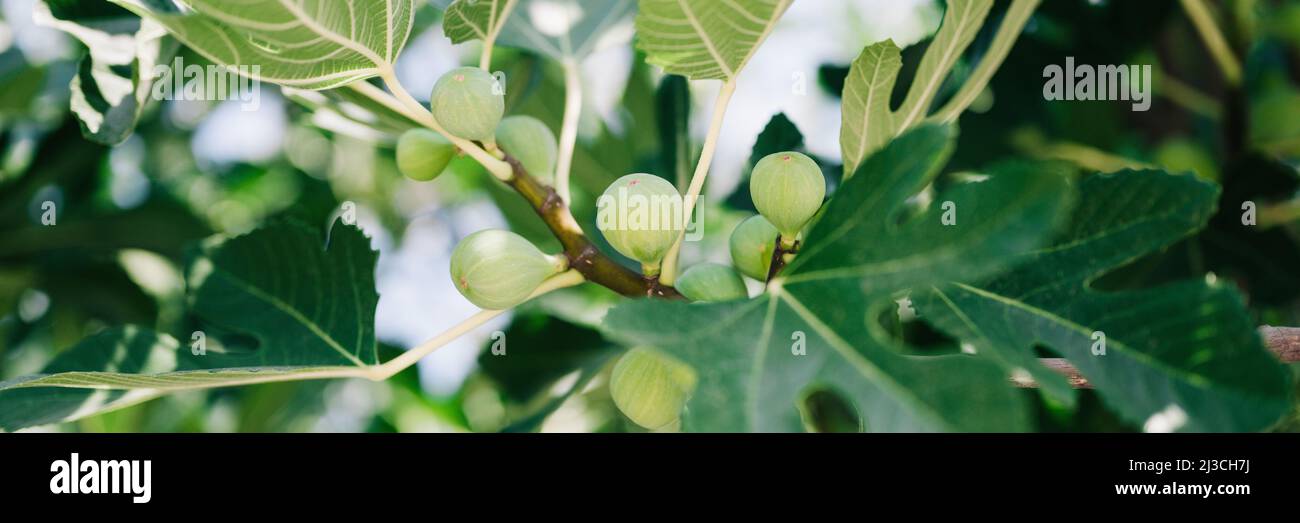 green unripe figs fruits on the branch of a fig tree or sycamine with ...