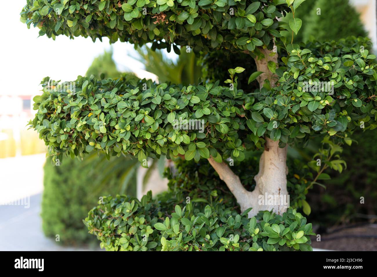 Ficus Infectoria Hedge