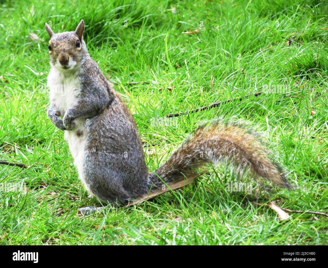 A curios Gray squirrel, standing on its hind legs on a green manicured ...
