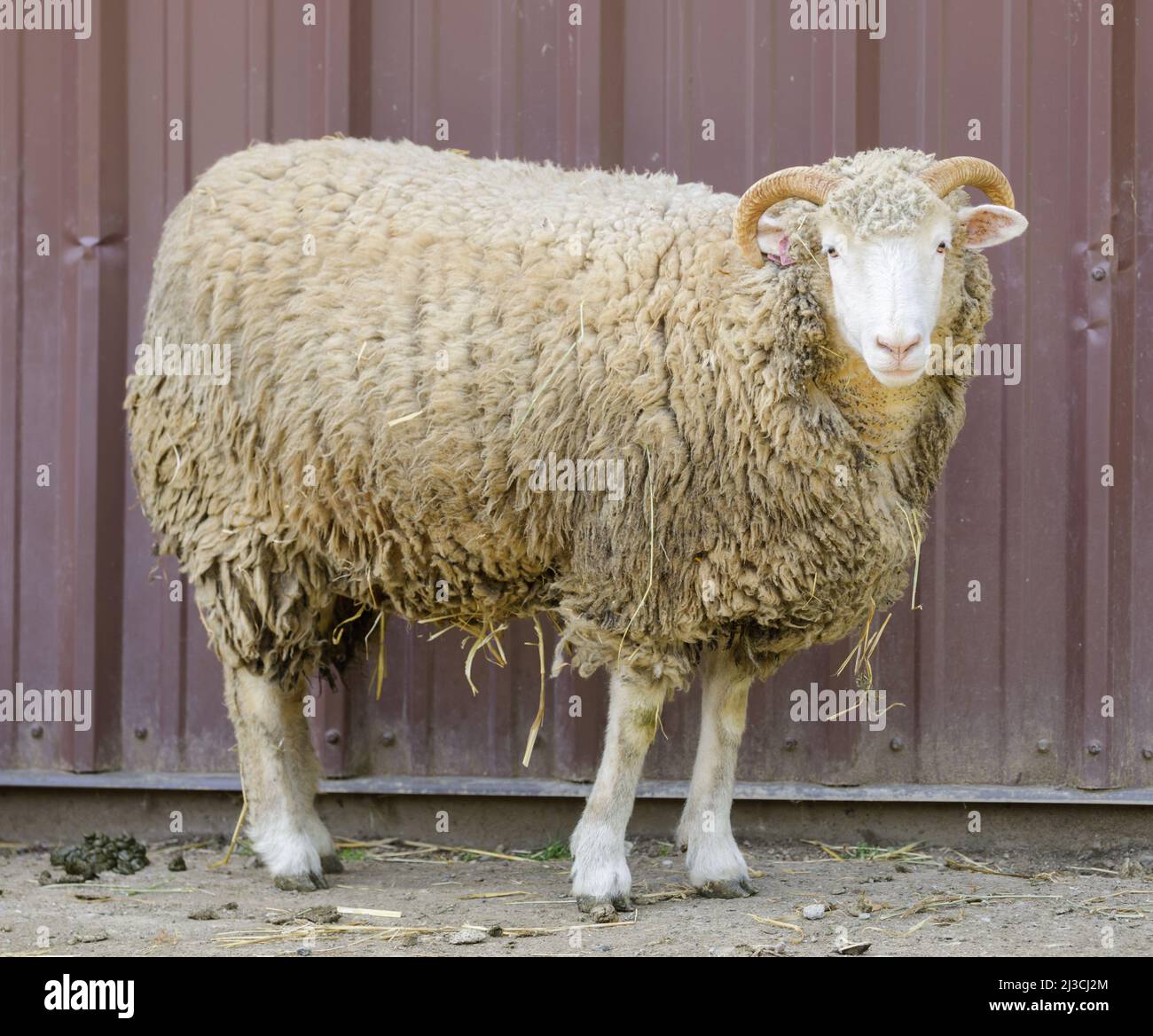 Sheep Ram standing outside its pen. Farm in the Bay Area, California ...
