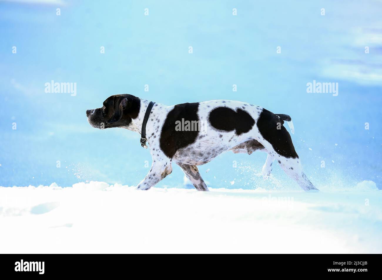 Dog english pointer running in the snow , spring in the air Stock Photo ...