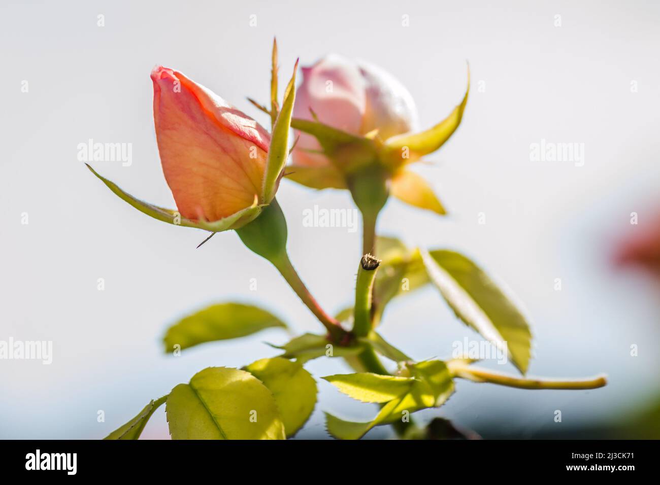 Single orange flower and closed buds of rose Stock Photo - Alamy