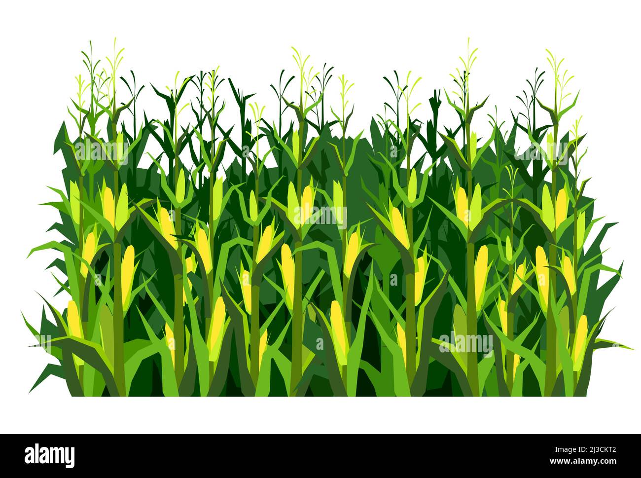 Corn grows in field. Harvest agricultural plant. Food product. Farmer ...
