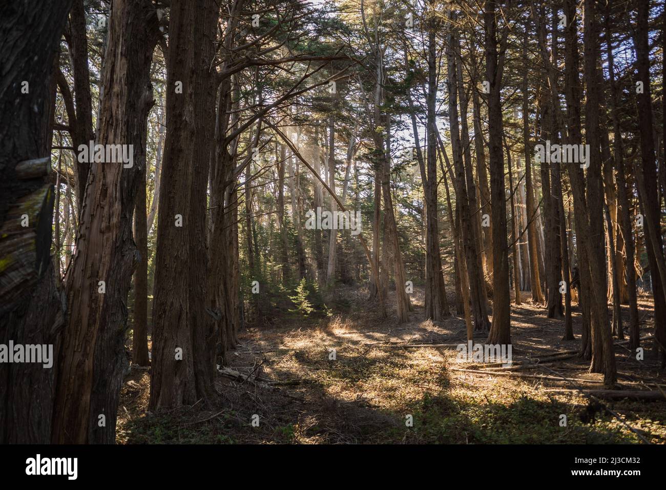 beams of light through a coniferous forest in northern california Stock ...