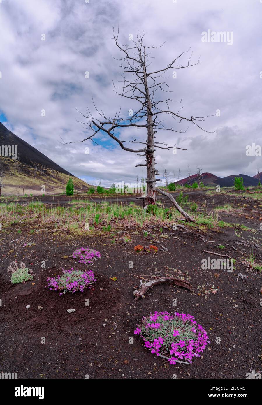 Fields with black sand and hills in the area of the Tolbachik volcano ...
