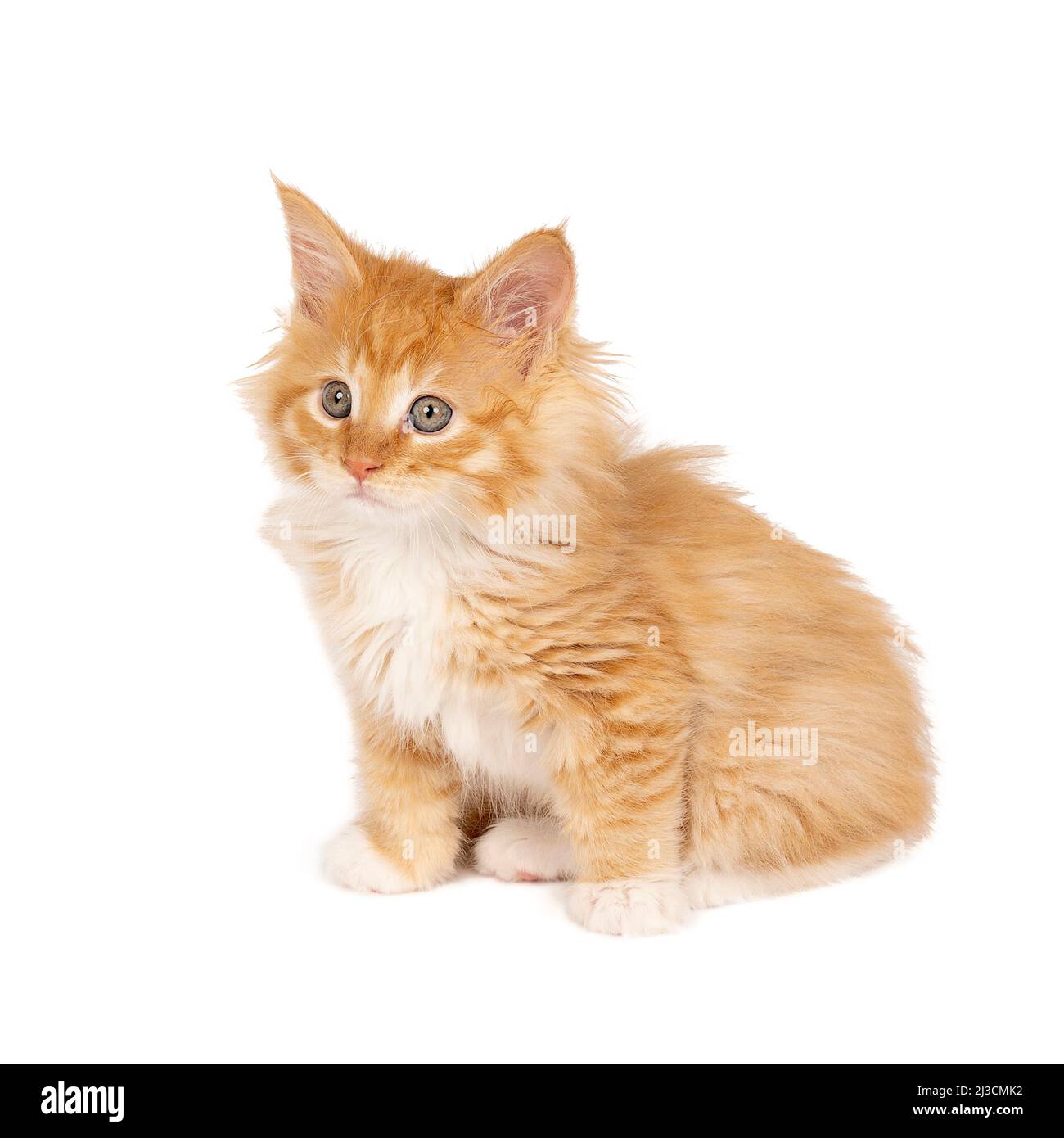 A Funny cute Maine coon cat kitten, close up. Largest domesticated ...