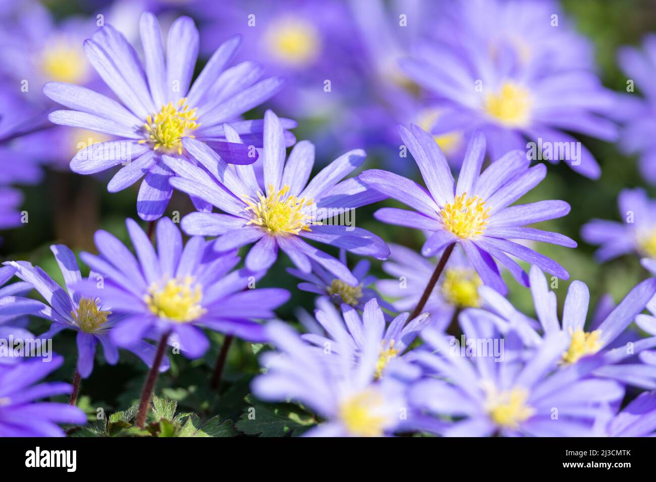 Blue Anemone Blanda, Grecian Windflower Stock Photo - Alamy
