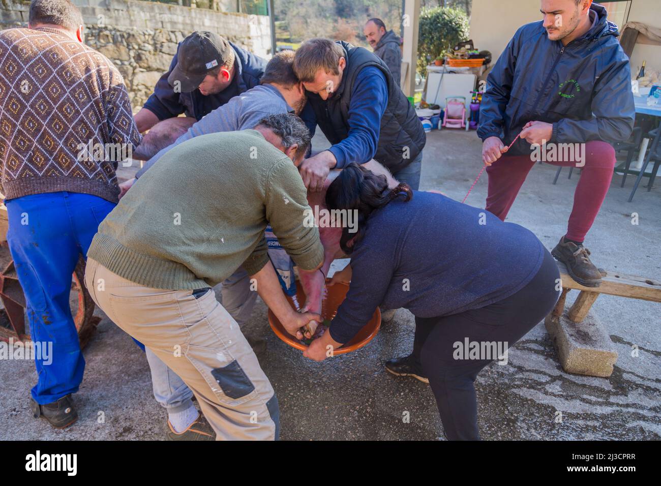 PAREDES DE COURA, PORTUGAL - MARCH 07, 2022: Butcher killed pig for old ...