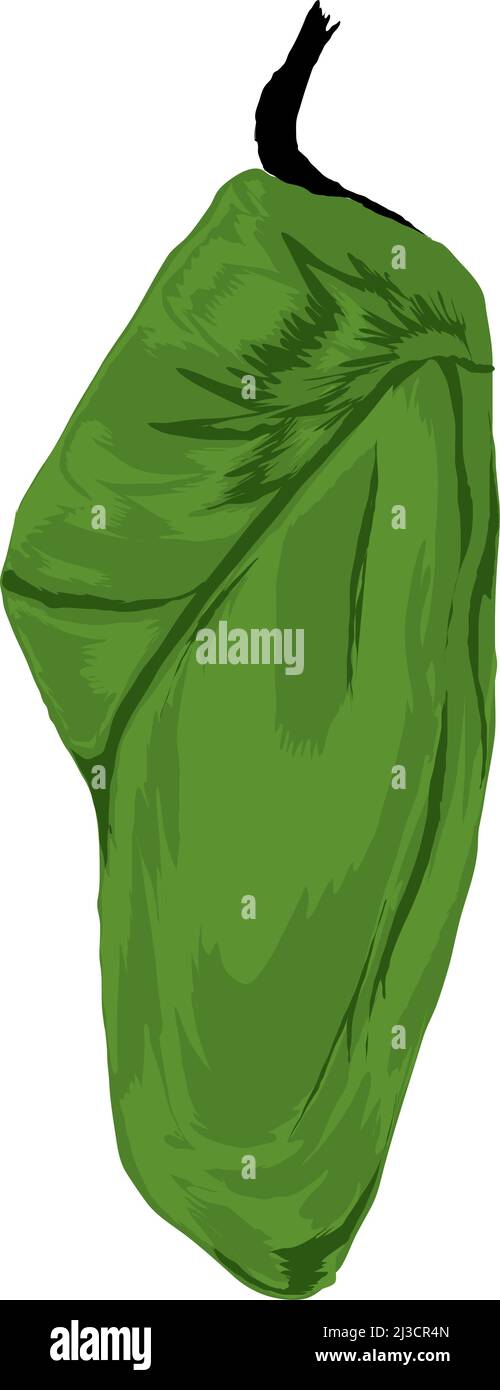 chrysalis vector icon Stock Vector Image & Art - Alamy