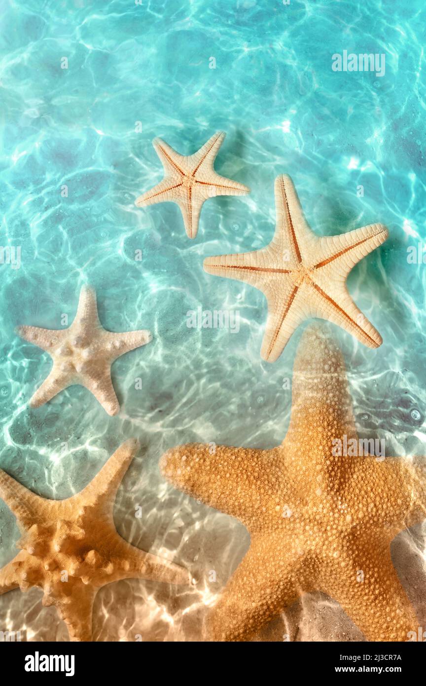 Nautilus shell in blue sea wave hi-res stock photography and images - Alamy