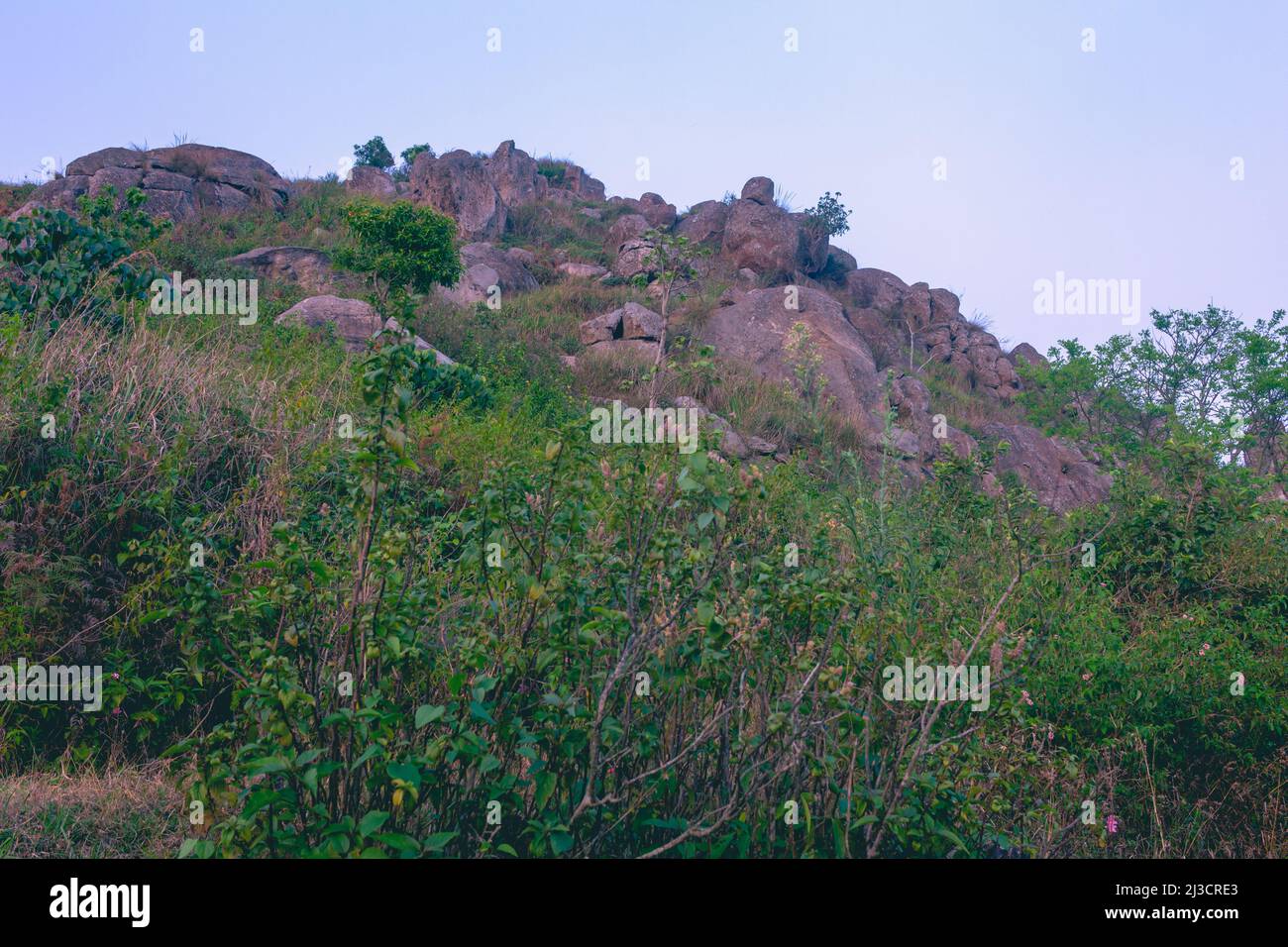 Trees and rocks along terrain area in Shevaroy Hills, Yercaud, India ...