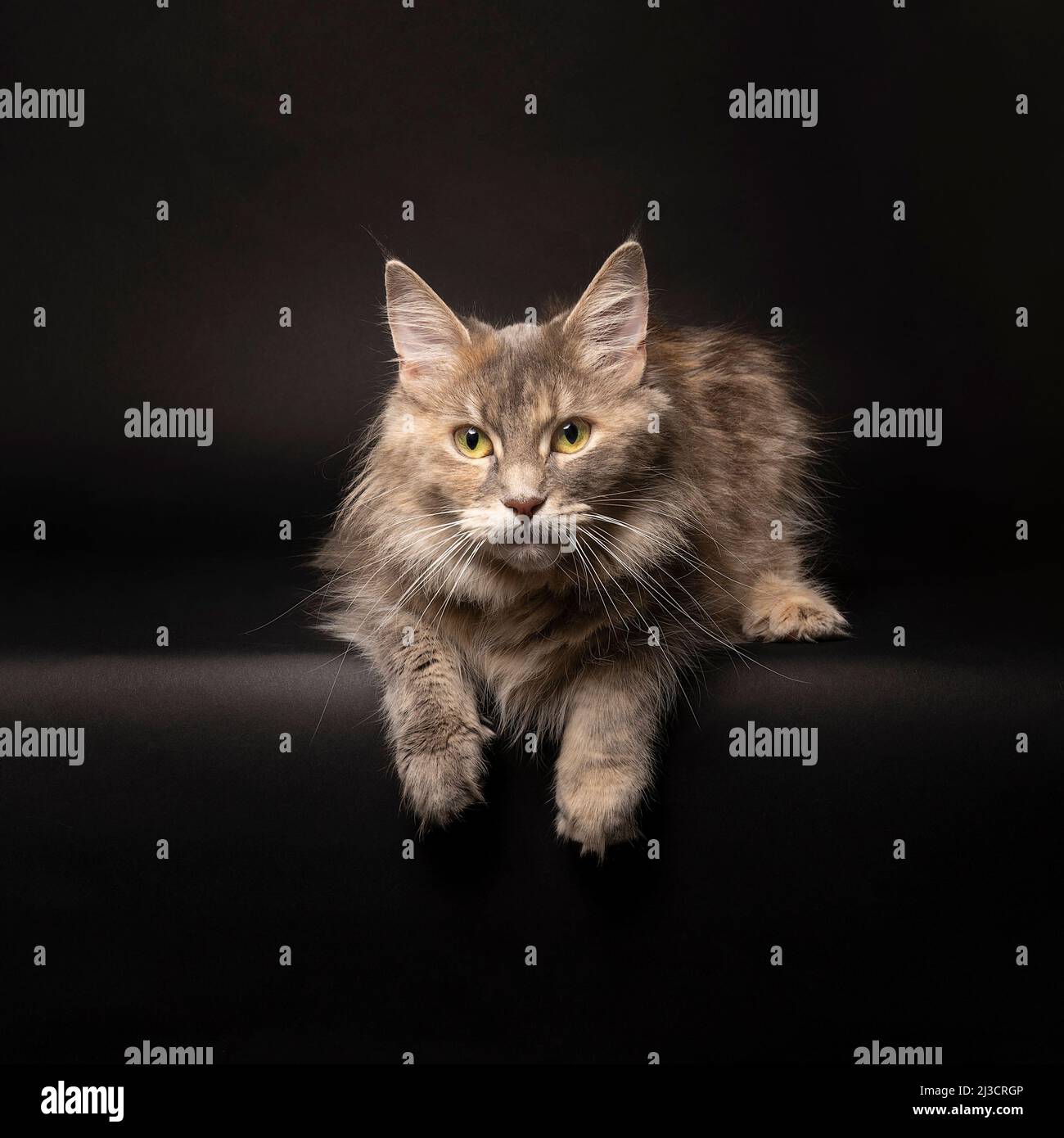A Funny Cute Adult Female Maine Coon Cat Close Up Largest Domesticated Breeds Of Felines In A