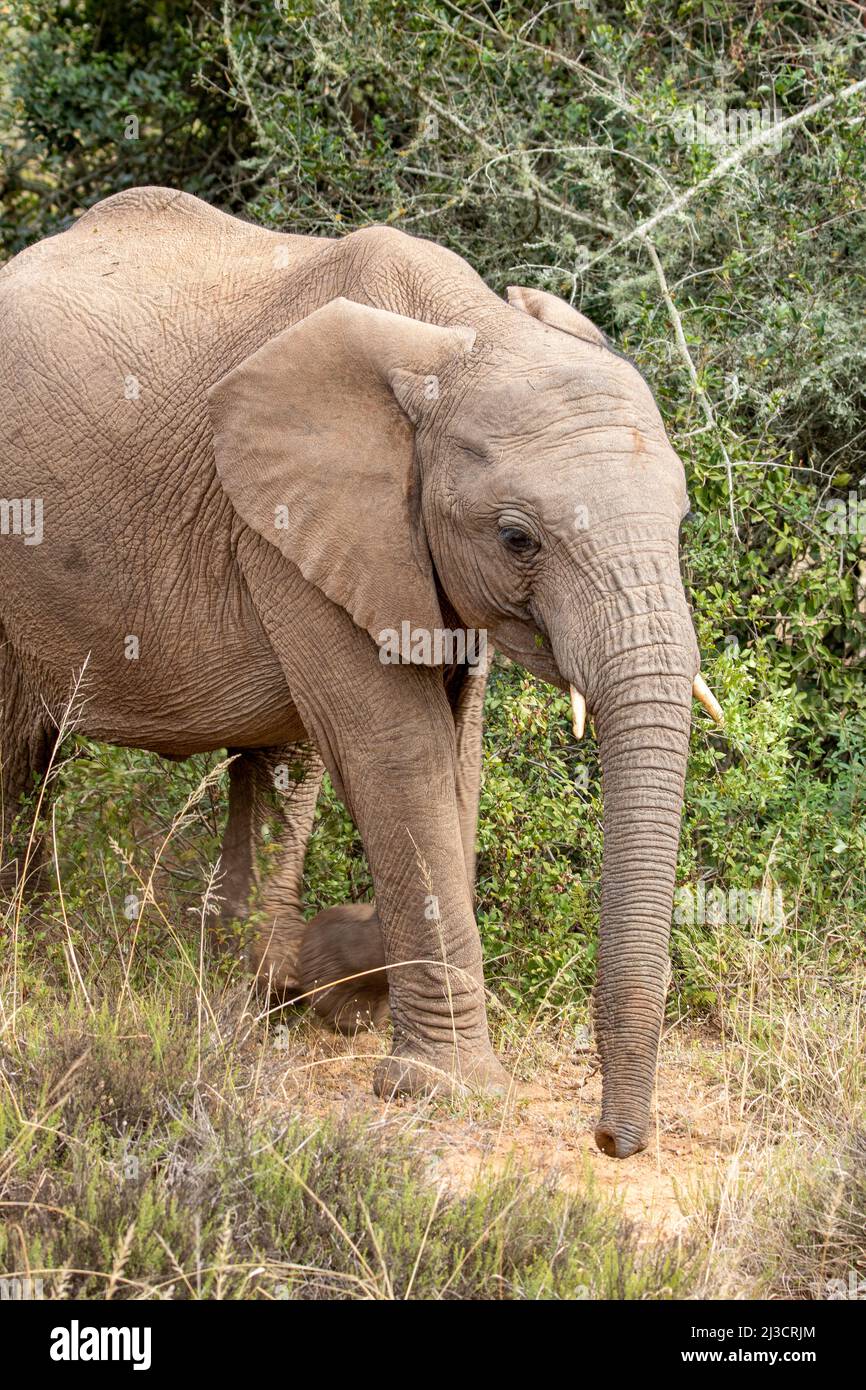 African elephant, Addo Elephant National Park Stock Photo - Alamy