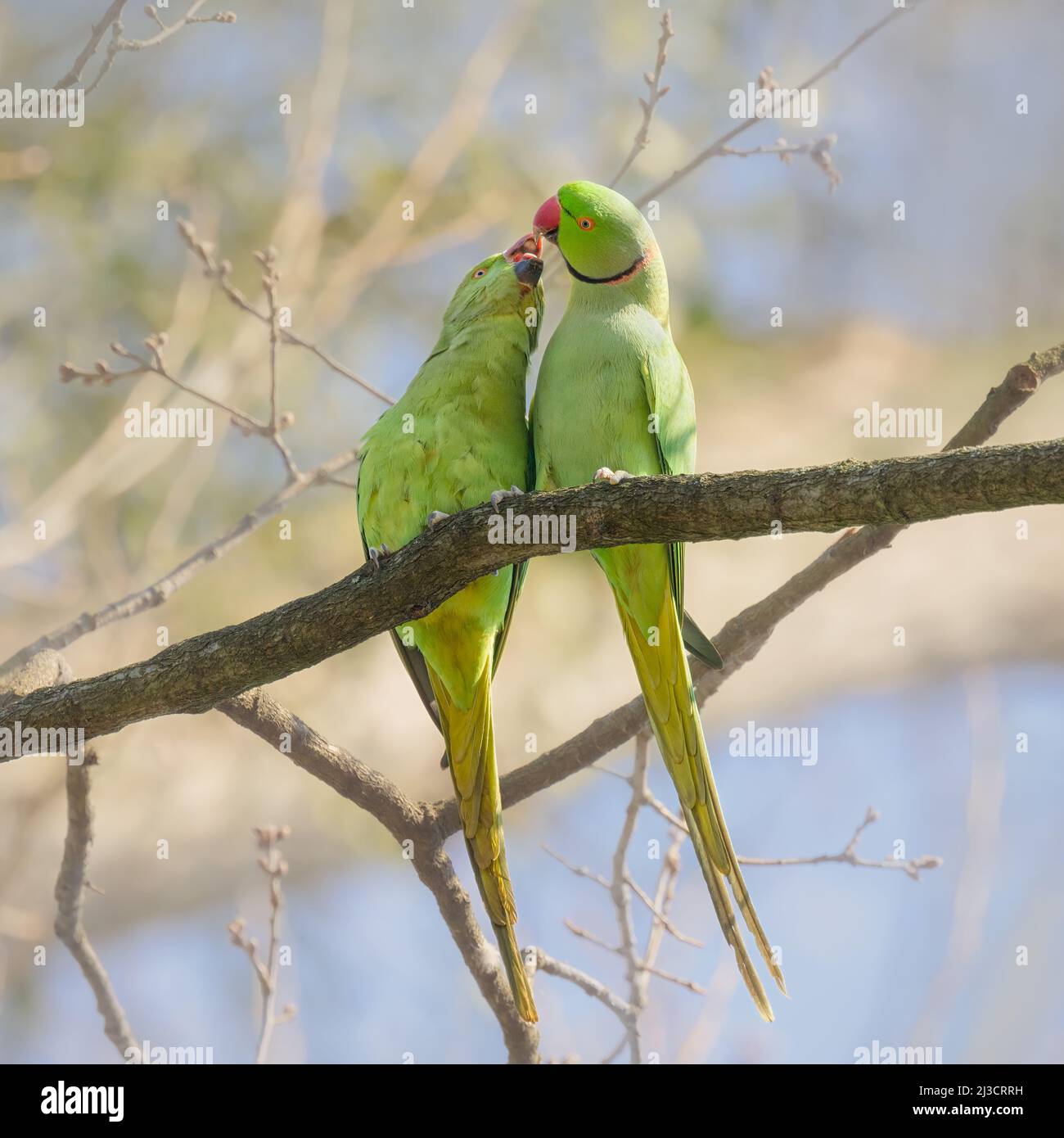 Couple of wild rose-ringed parakeets, Psittacula krameri, allofeeding ...