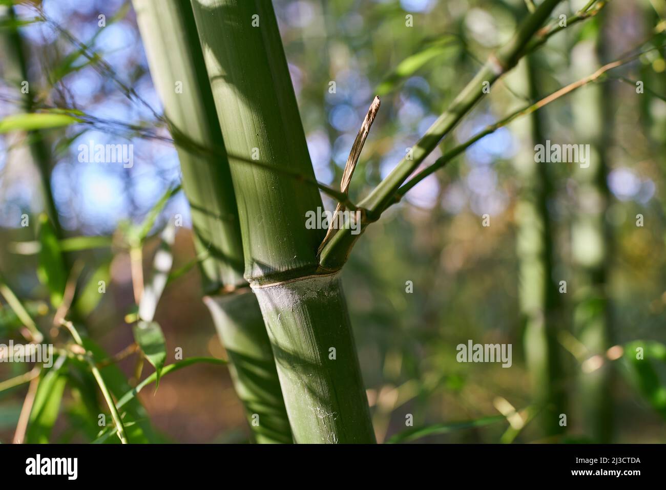Stalk of a bamboo in a small bamboo forest in a garden in Germany Stock ...