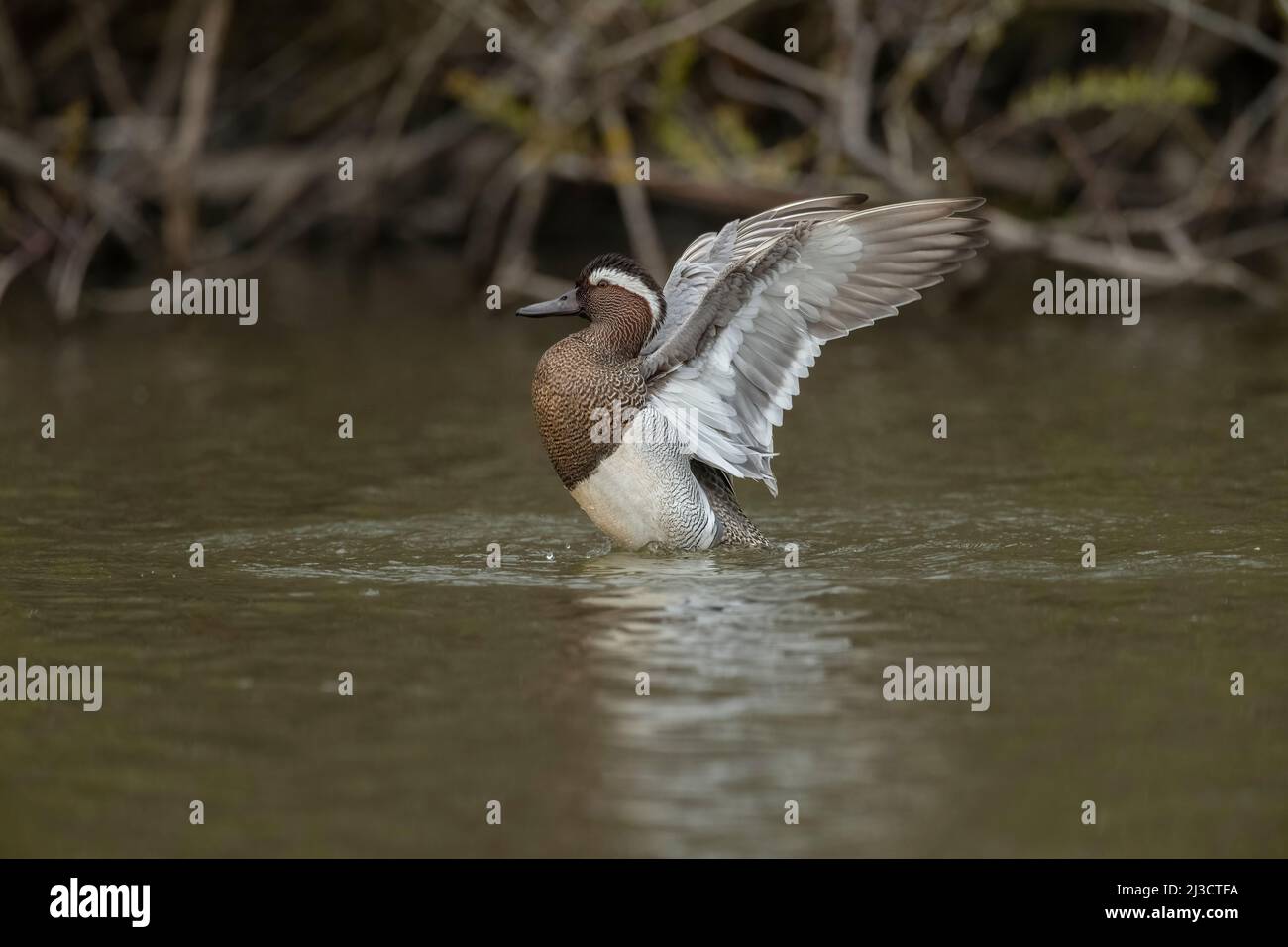 Wings close up hi-res stock photography and images - Alamy