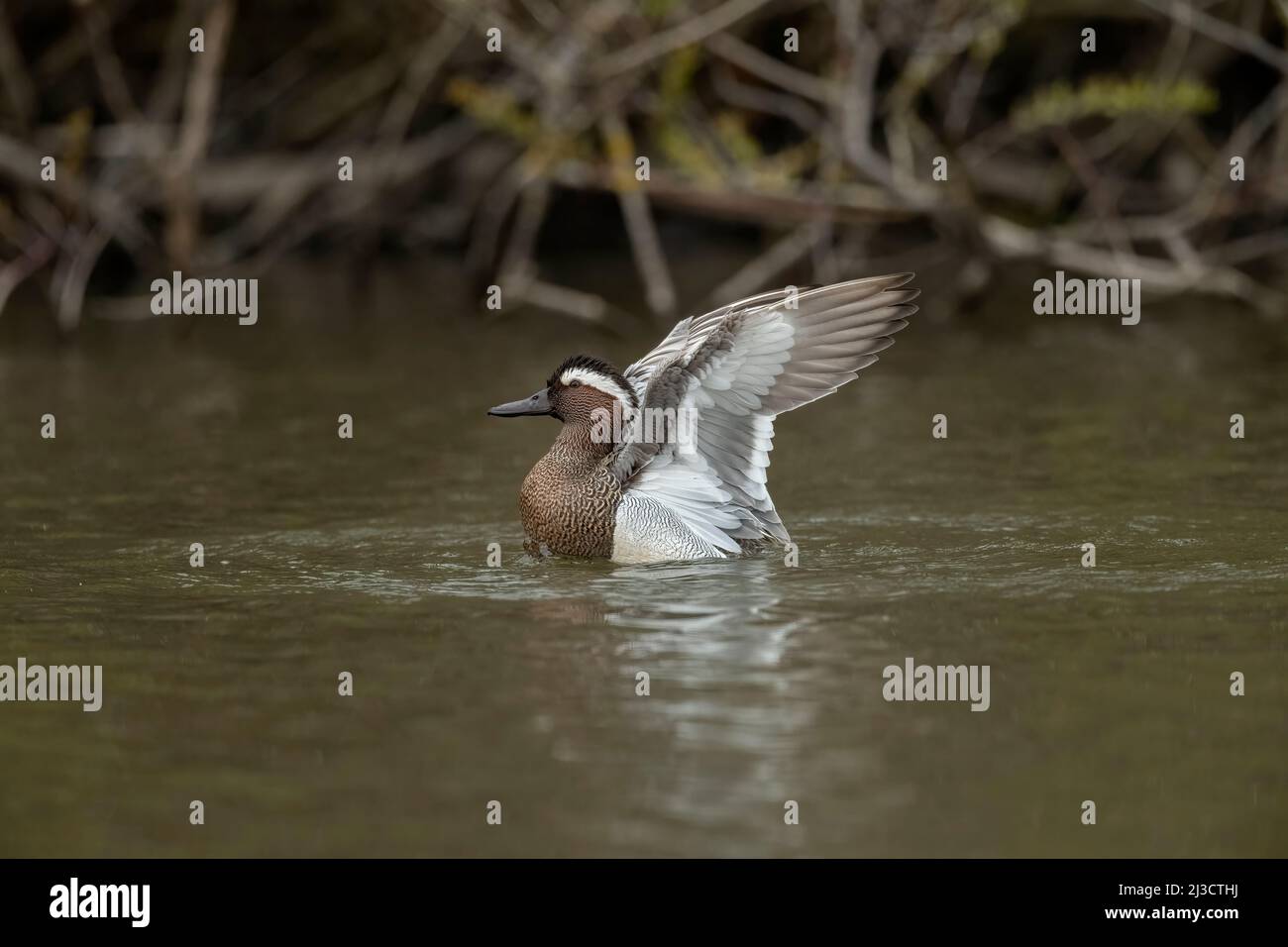 Wings close up hi-res stock photography and images - Alamy