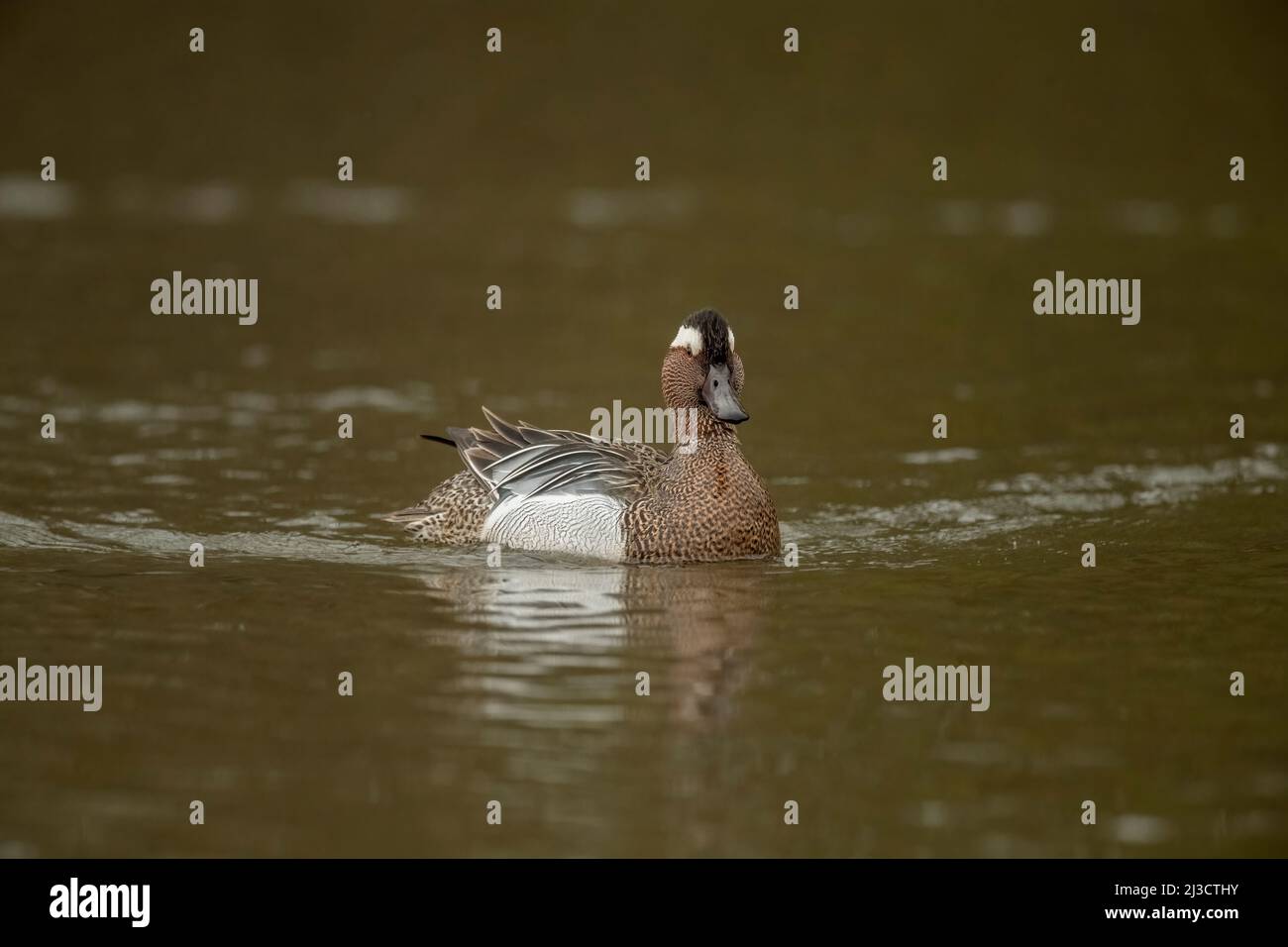 Garganey summer hi-res stock photography and images - Alamy
