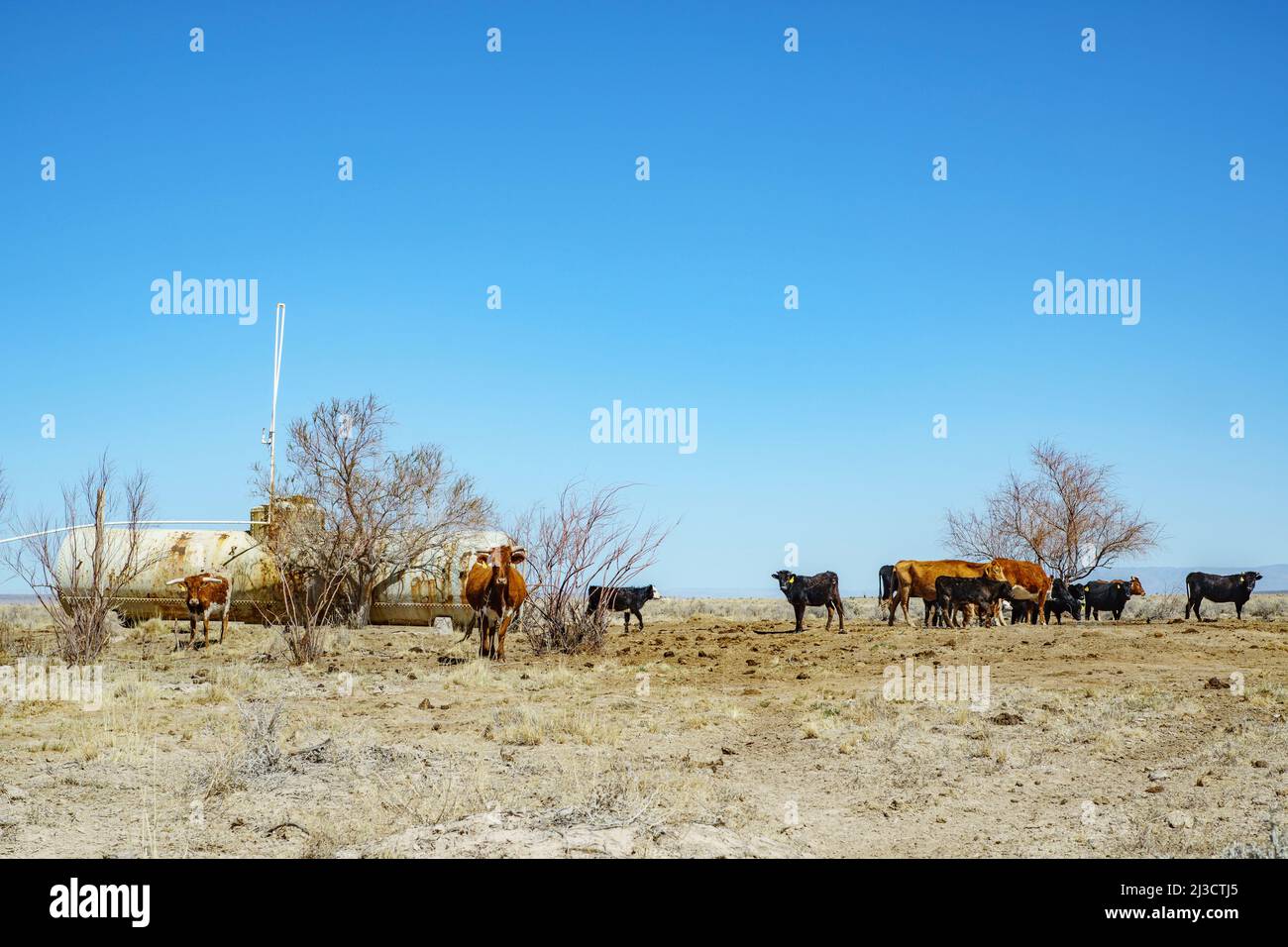West Texas Cattle Ranch, cows grazing near water tank Stock Photo - Alamy