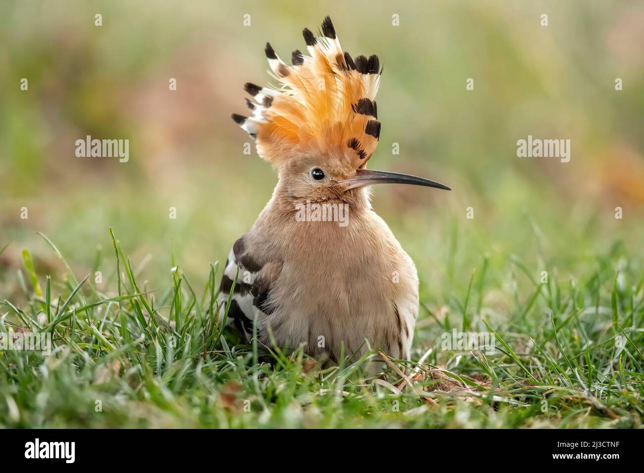 Hoopoe with crest up hi-res stock photography and images - Alamy