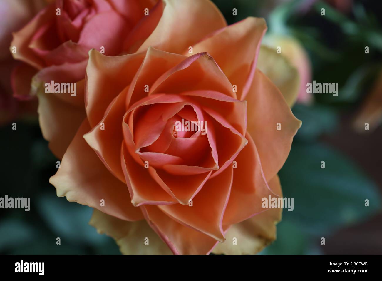 Fragments of a floral bouquet with beautiful roses Stock Photo - Alamy