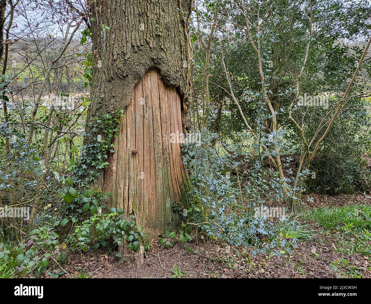 Door created in tree trunk by the addition of a door knob Stock Photo ...