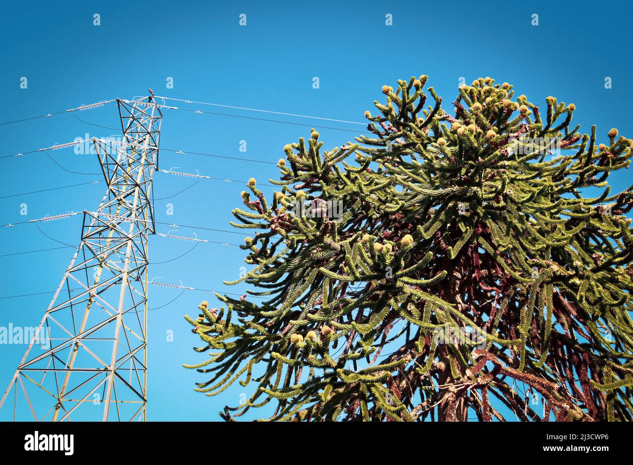 Monkey Puzzle Tree and a Pylon, vivid colours Stock Photo - Alamy