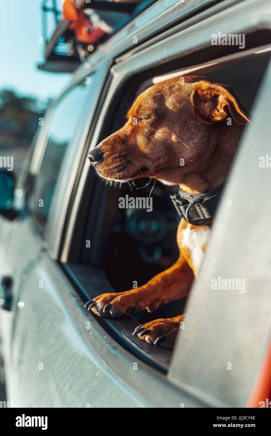 Side view of just woke up dog looking out of opened car window in early ...