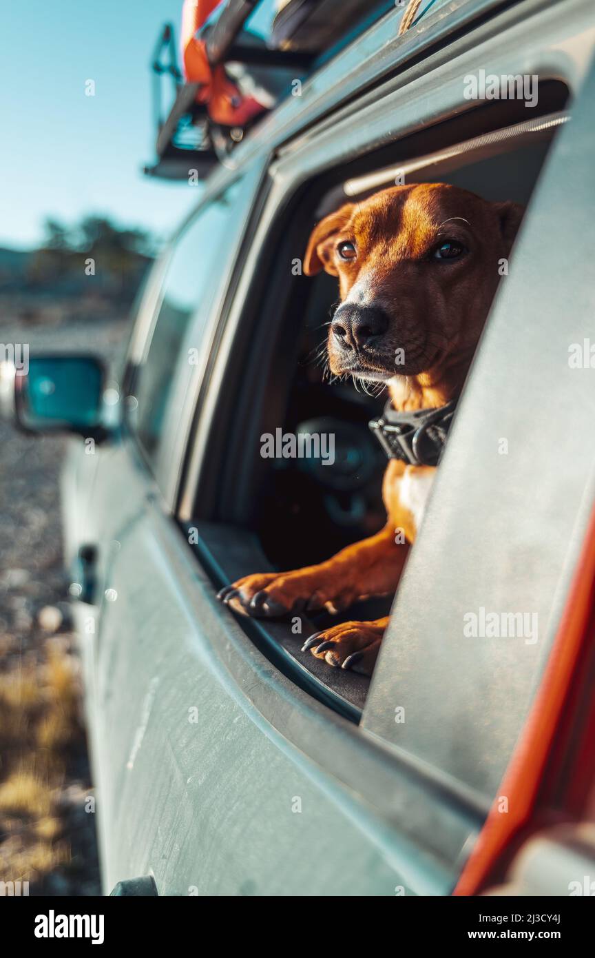 Dog out early morning hi-res stock photography and images - Alamy