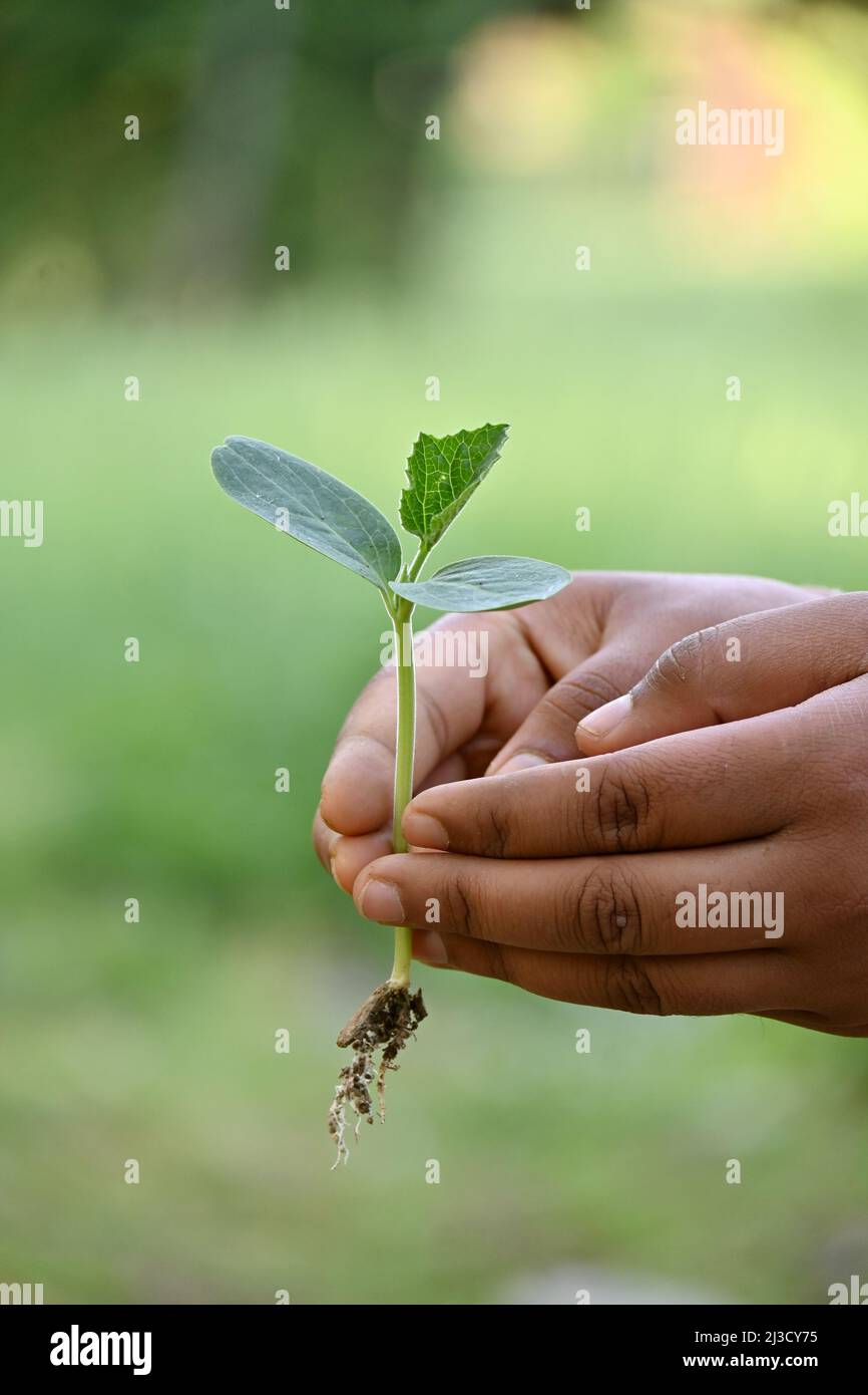 Vine leaves roots hi-res stock photography and images - Alamy