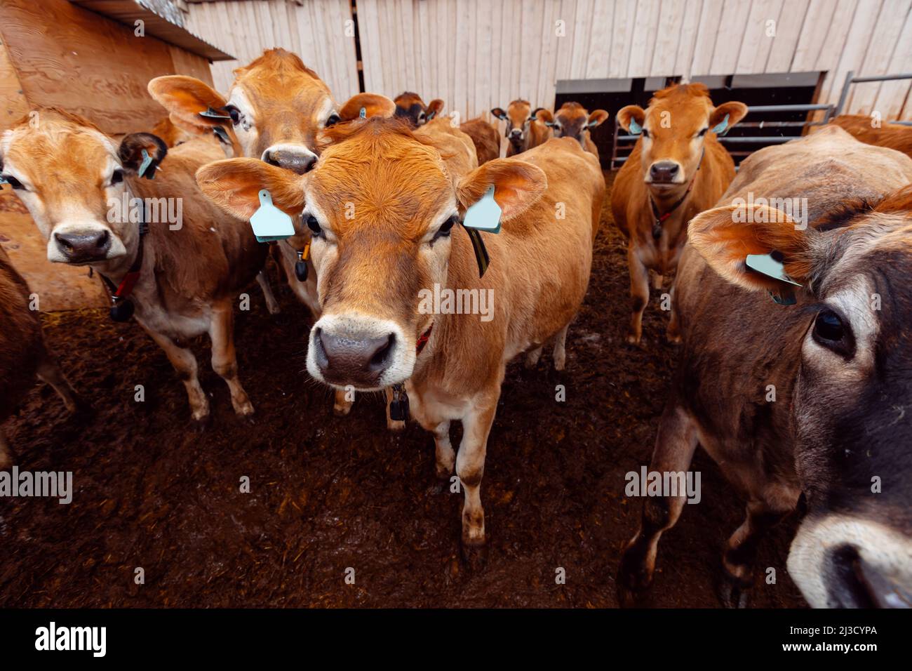 Smart collar cow hi-res stock photography and images - Alamy