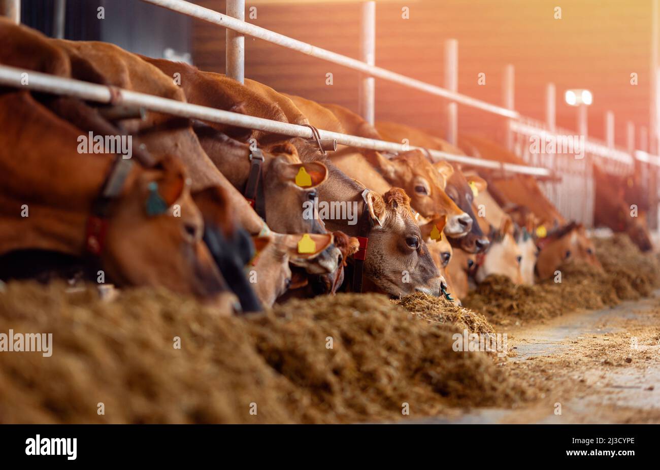 Smart collar cow hi-res stock photography and images - Alamy