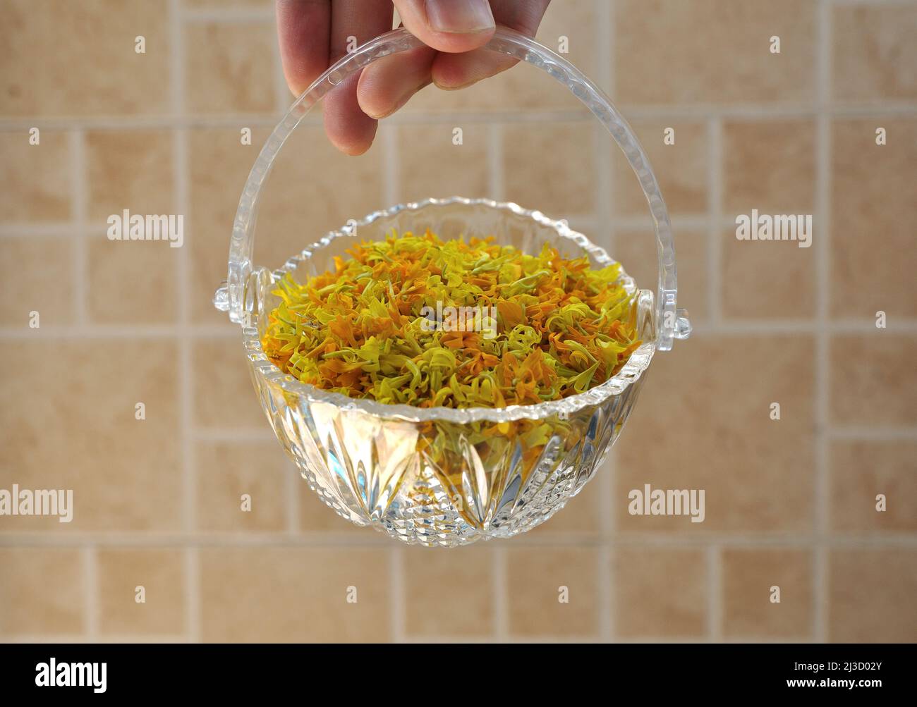 Hand holding a glass bowl of yellow marigold petal, Tagetes, herbal ...
