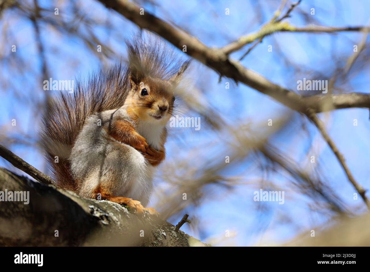 Squirrel sitting on a tree hi-res stock photography and images - Alamy